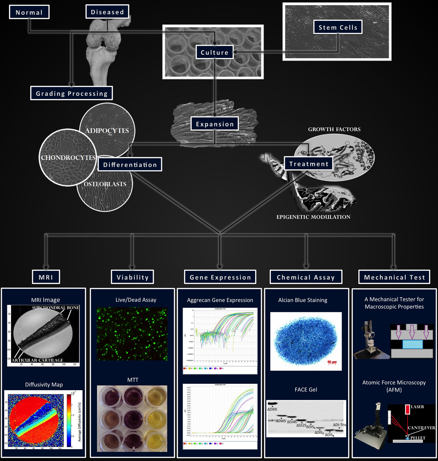 Functional Tissue Engineering and Cartilage Repair | Tissue Engineering and Morphogenesis